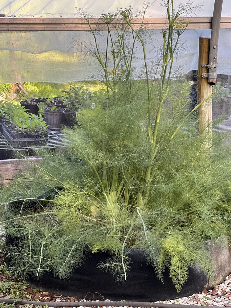 Prostrate Blue Porterweed — Florida Native Plants Nursery & Landscaping