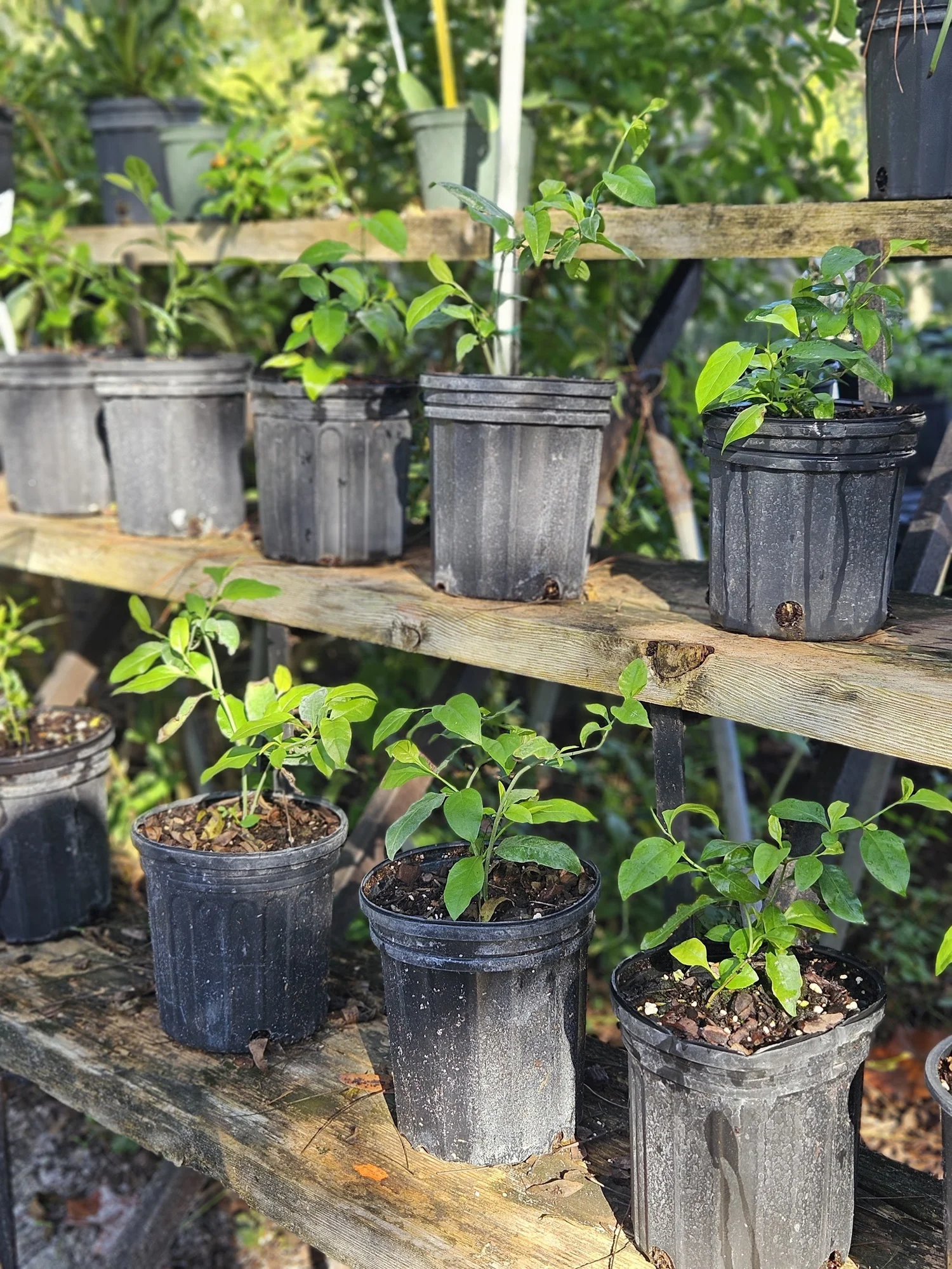 Native Plants Shop — Florida Native Plants Nursery & Landscaping