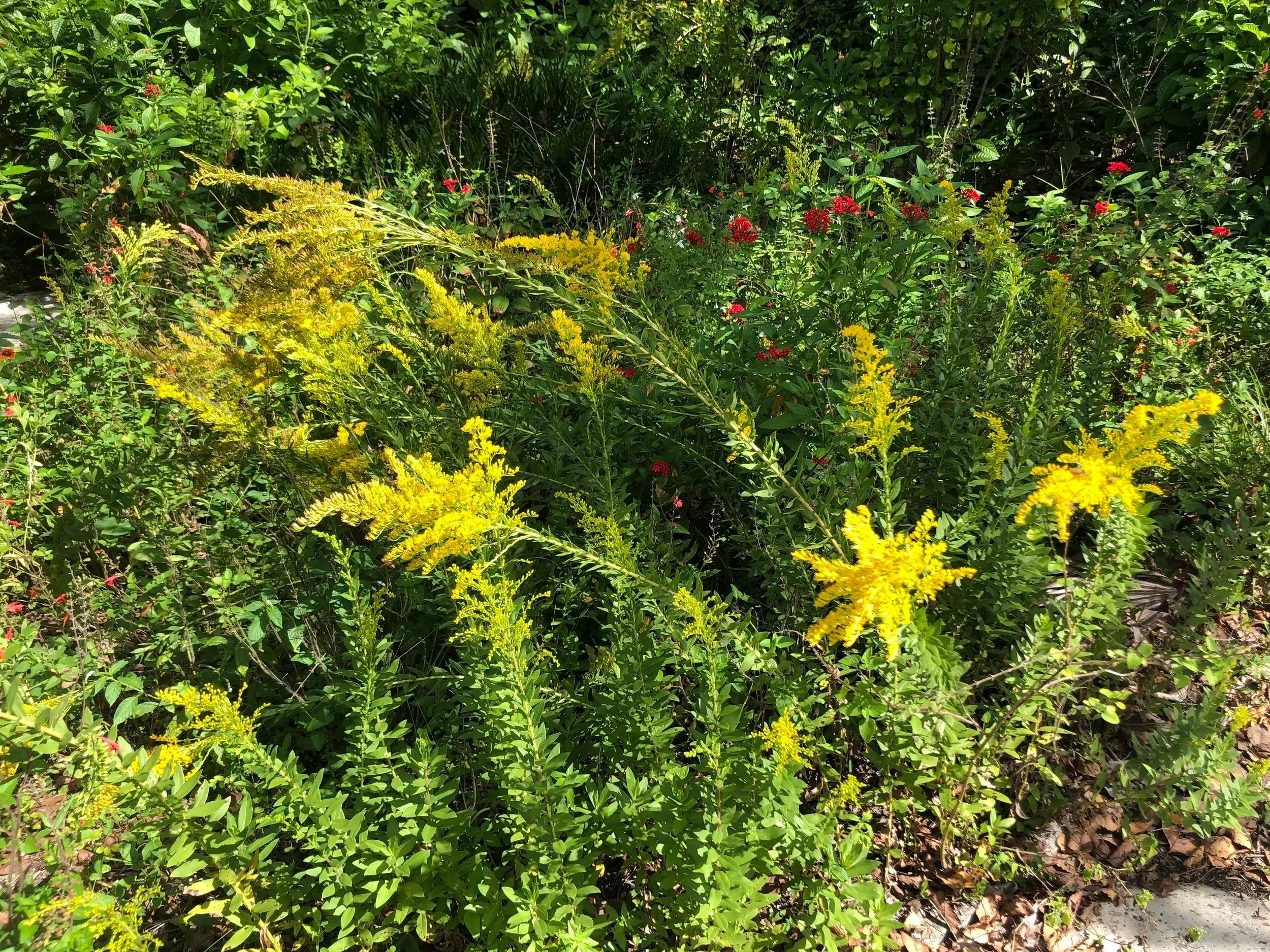 Calusa Firebush - Hamelia patens var. ‘Calusa’ — Florida Native Plants ...