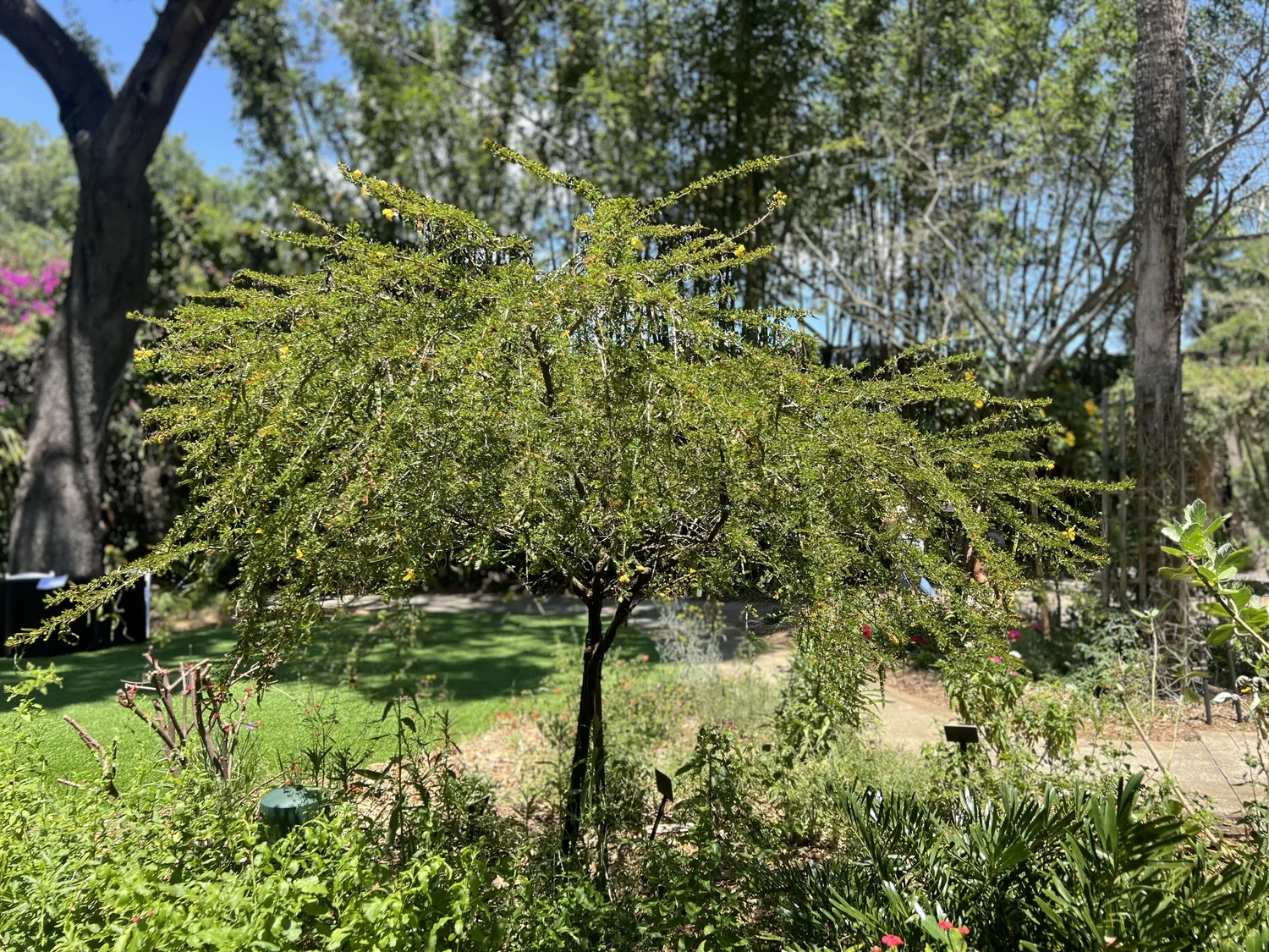Calusa Firebush - Hamelia patens var. ‘Calusa’ — Florida Native Plants ...