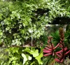 Native Shrubs — Florida Native Plants Nursery & Landscaping