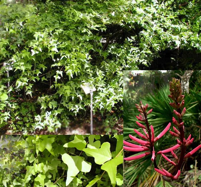 Native Shrubs — Florida Native Plants Nursery & Landscaping