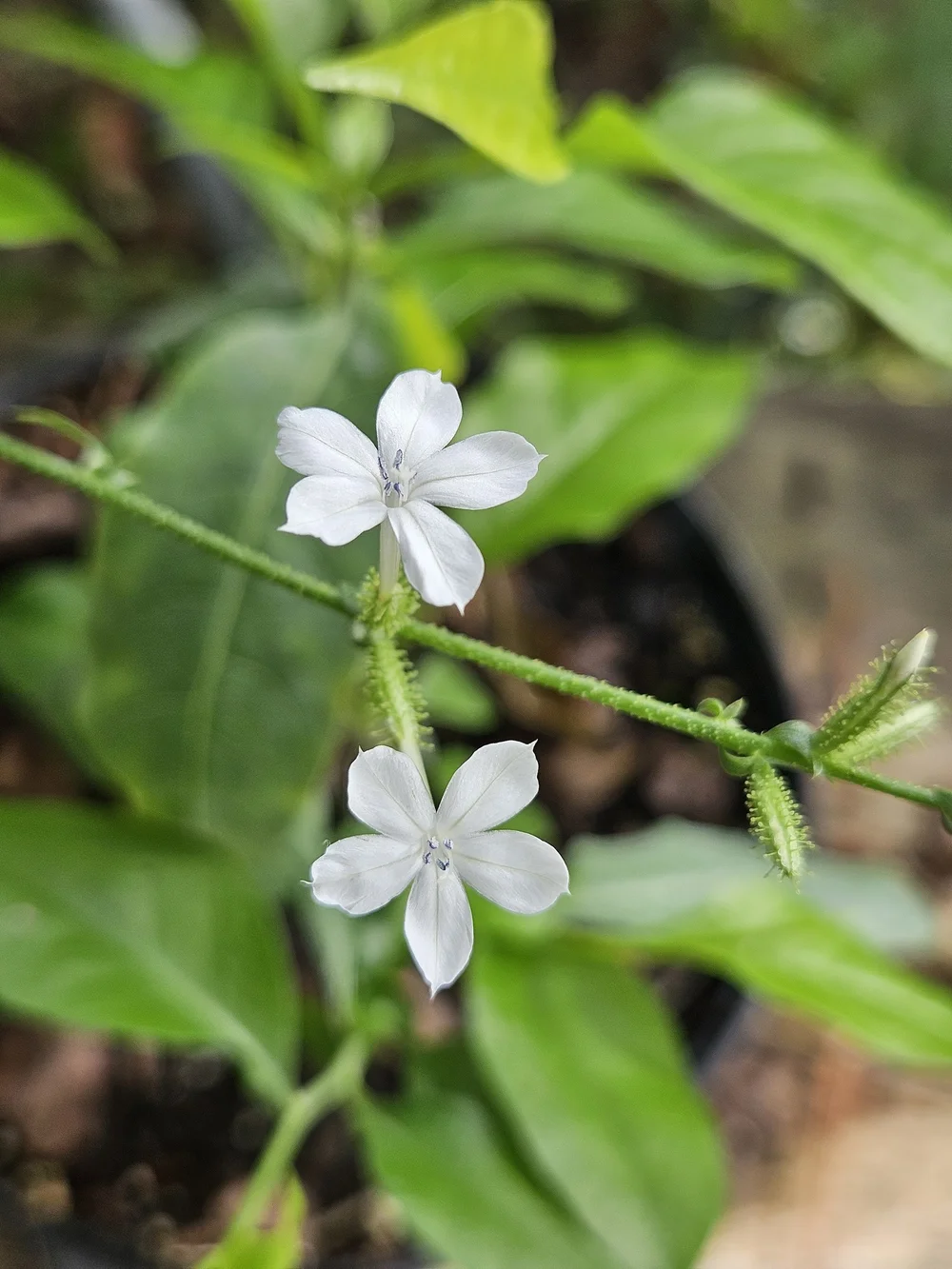 Native Plants Shop — Florida Native Plants Nursery & Landscaping