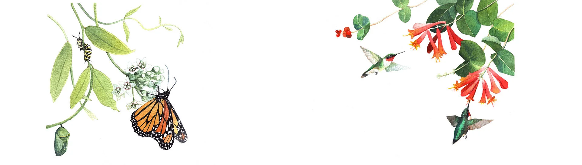 Florida Native Wetland and Pond Plants — Florida Native Plants Nursery ...