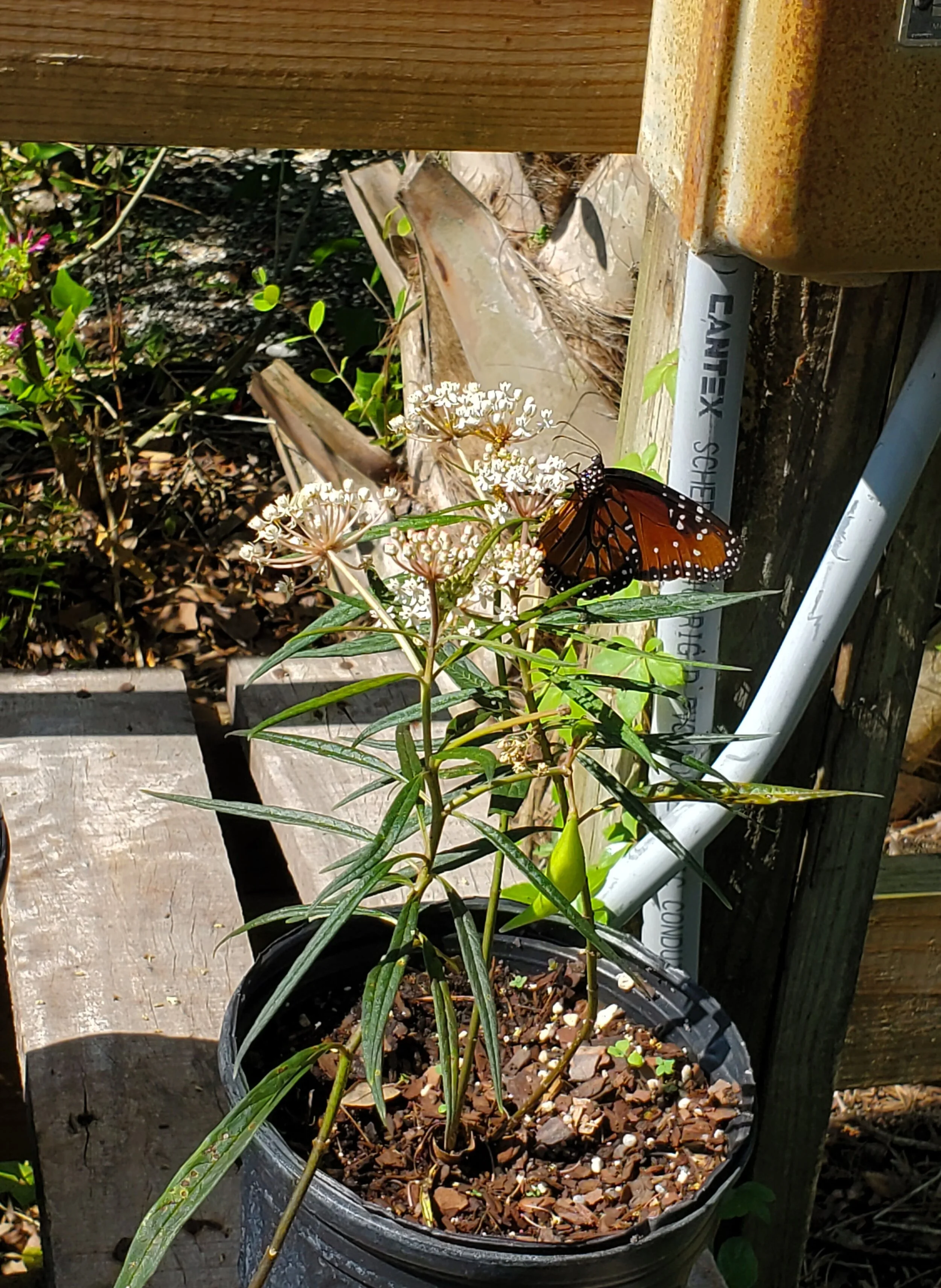 Prostrate Blue Porterweed — Florida Native Plants Nursery & Landscaping