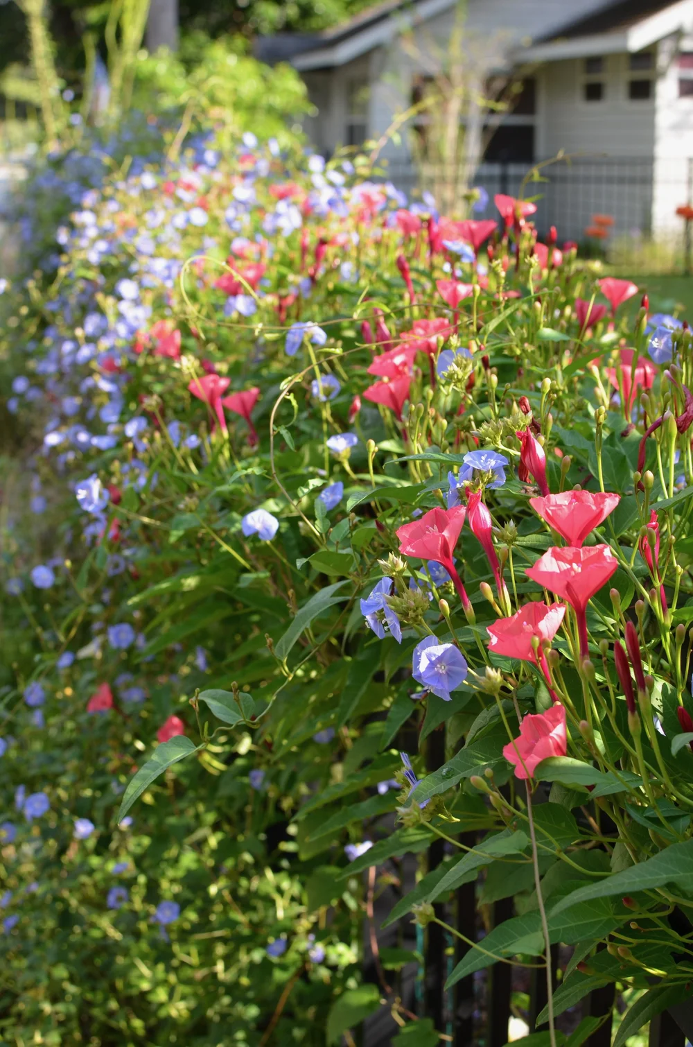 Sarasota Pollinator Garden — Florida Native Plants Nursery & Landscaping