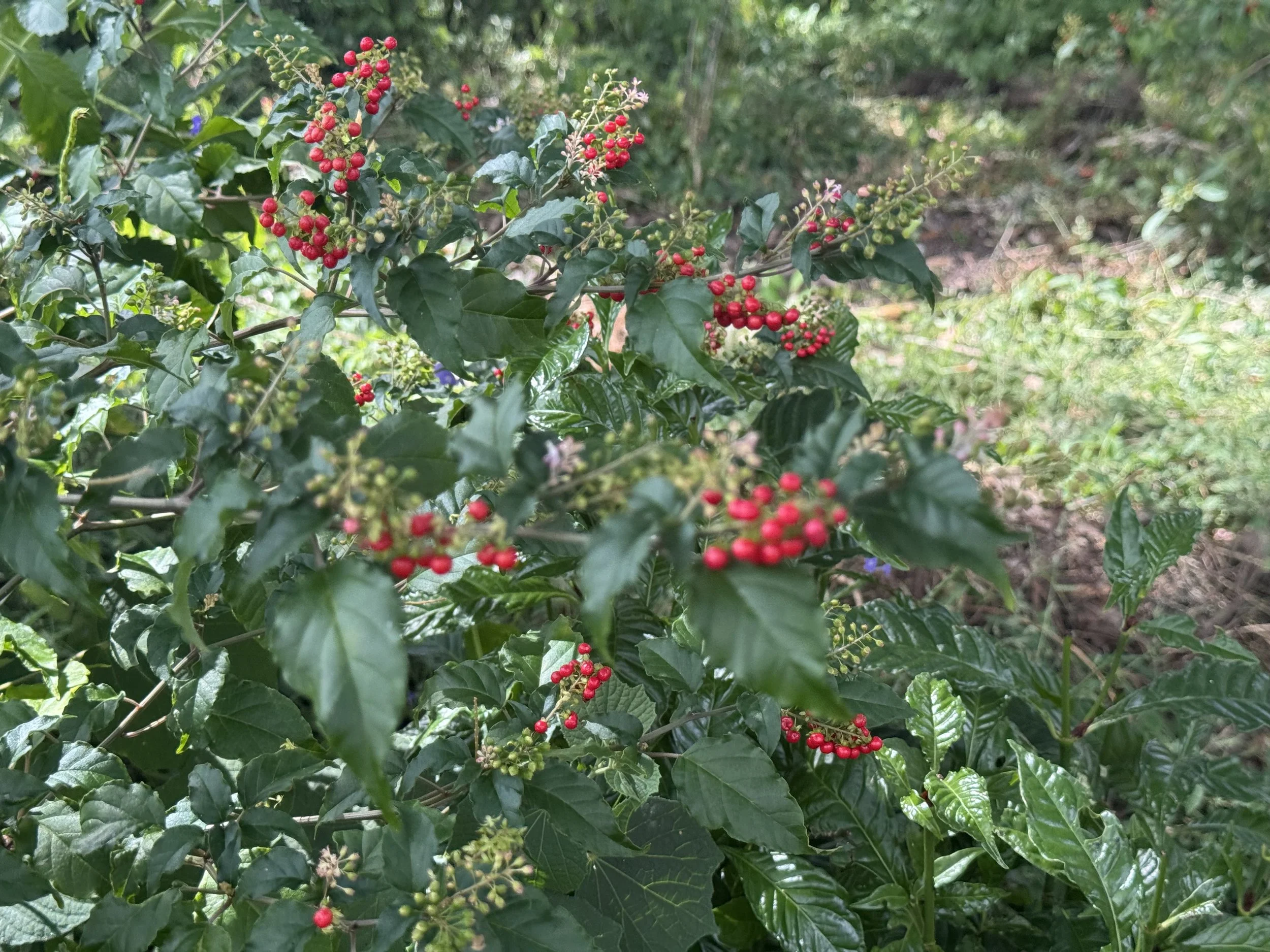 Old-Fashioned Tall Red Penta, Penta lanceolata ‘Ruby Glow’ — Florida ...