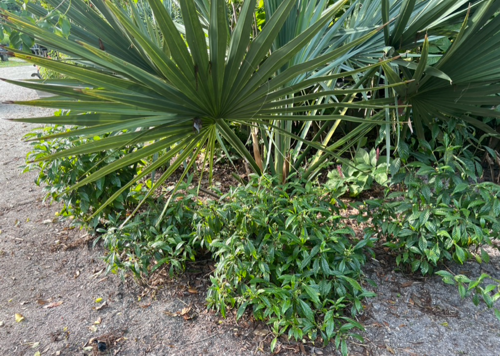 Green Buttonwood - Conocarpus erectus — Florida Native Plants Nursery & Landscaping