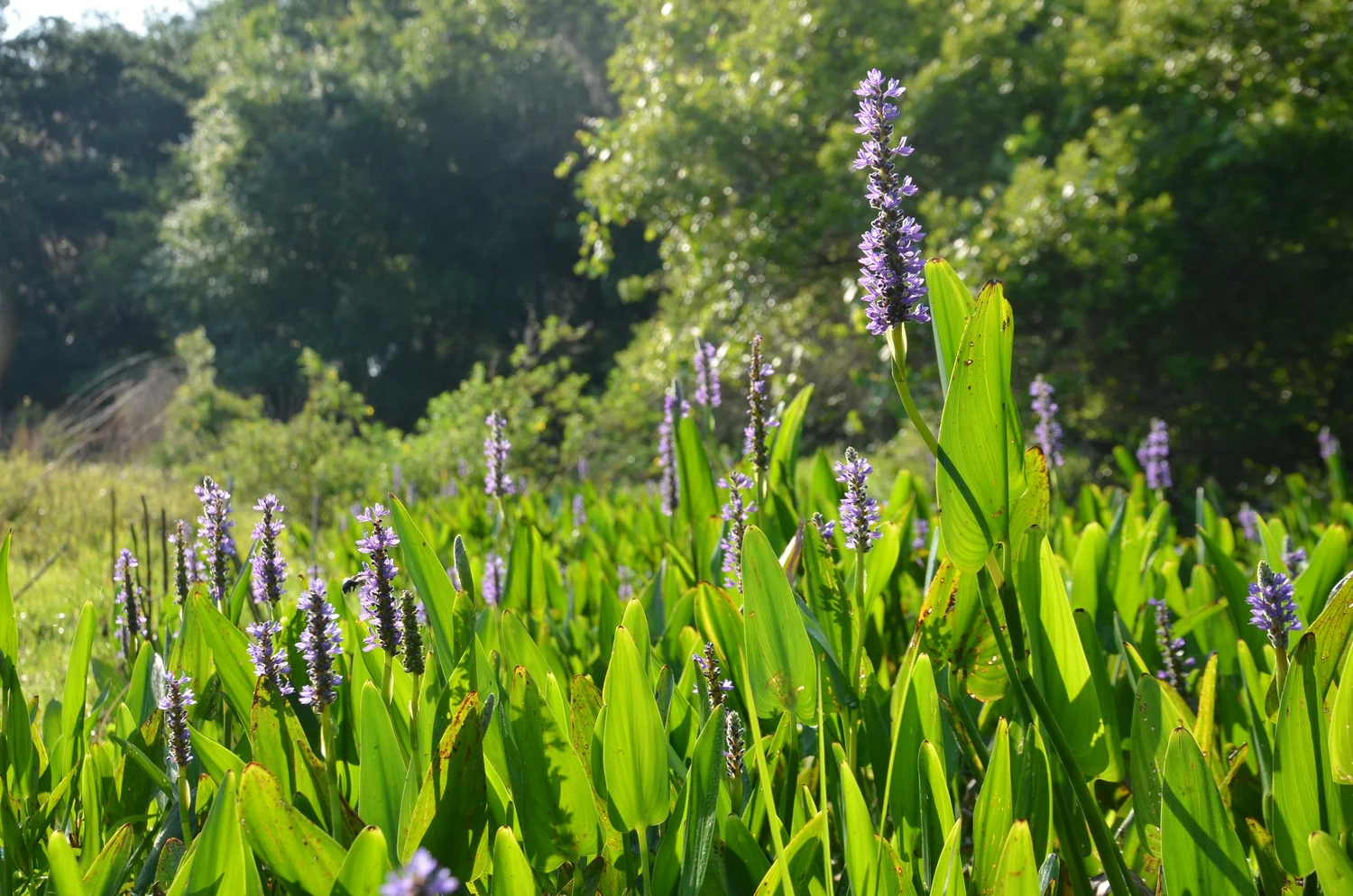 Cassia privet, Senna ligustrina — Florida Native Plants Nursery ...