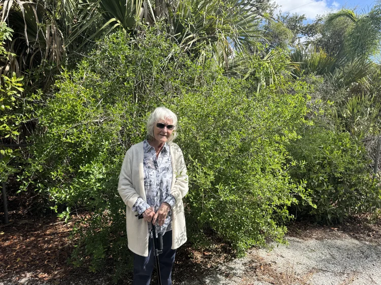 Jamaican Caper — Florida Native Plants Nursery & Landscaping