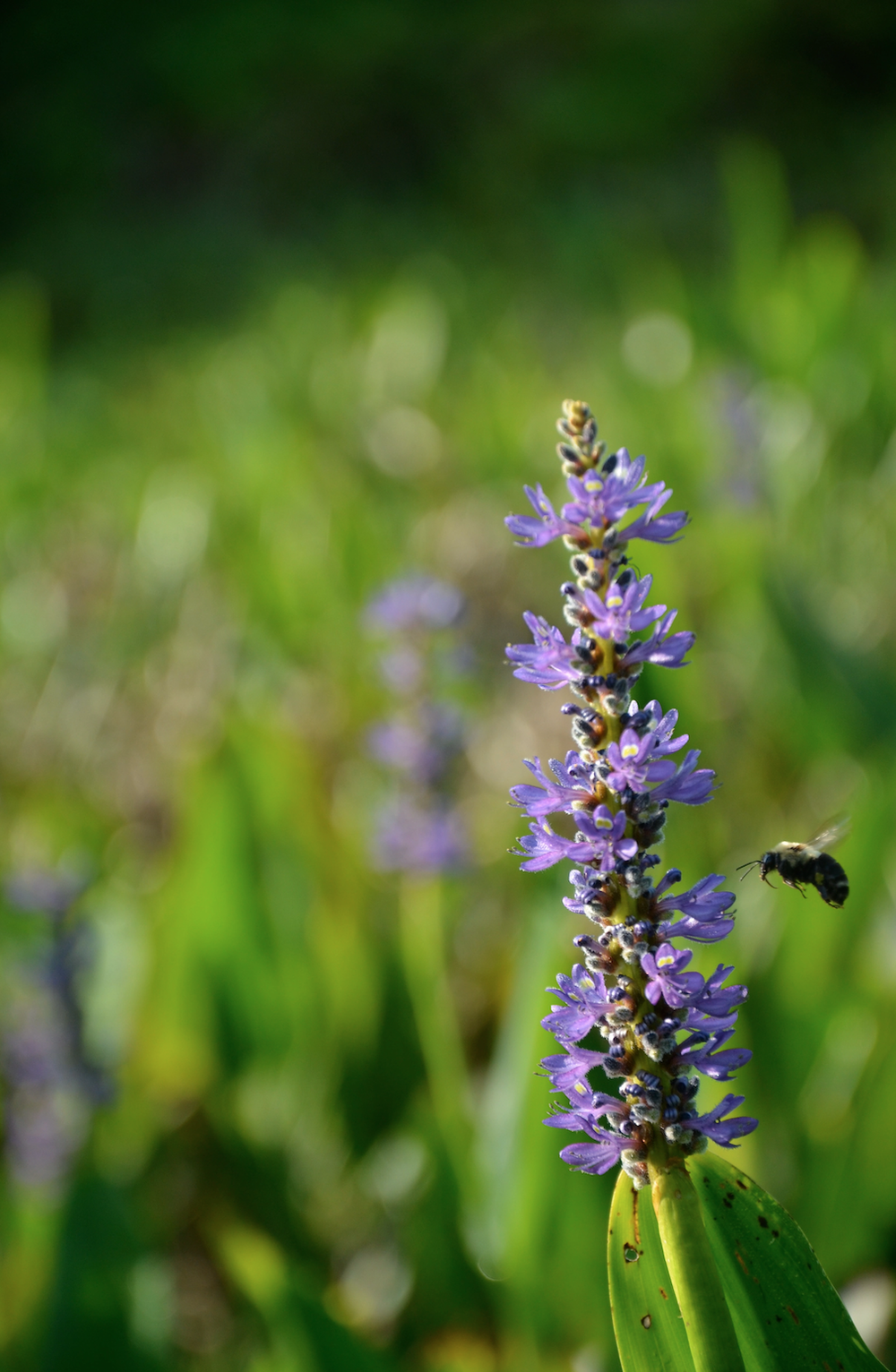 Cassia privet, Senna ligustrina — Florida Native Plants Nursery ...