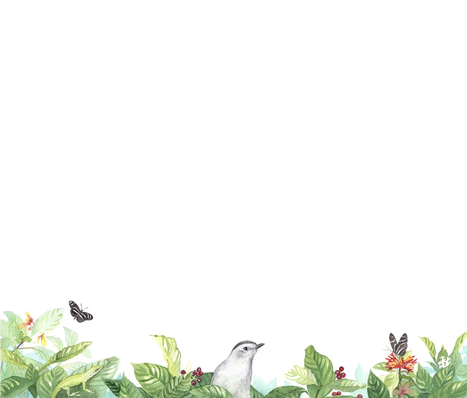 Railroad Vine - Ipomoea pes-caprae — Florida Native Plants Nursery ...