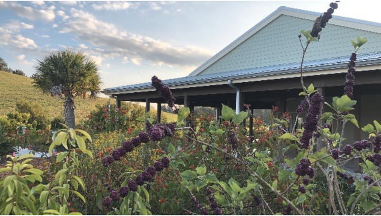 Plant for Pollinators — Florida Native Plants Nursery & Landscaping