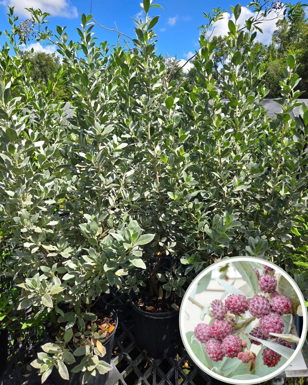 Dahoon Holly Ilex cassine — Florida Native Plants Nursery & Landscaping