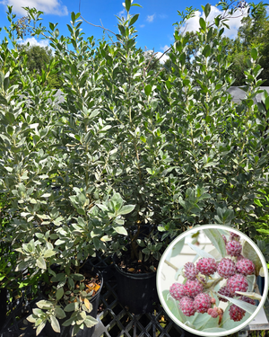 Green Buttonwood - Conocarpus erectus — Florida Native Plants Nursery & Landscaping