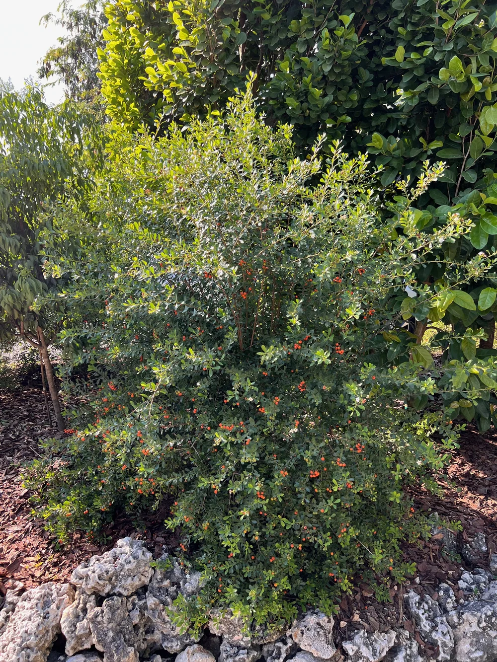 Dwarf Yaupon Holly, Ilex vomitoria 'Schillings Dwarf' — Florida Native ...