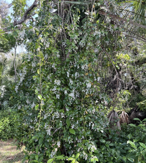 Railroad Vine - Ipomoea pes-caprae — Florida Native Plants Nursery ...
