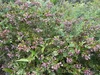 Horizontal Indigoberry Randia aculeata — Florida Native Plants Nursery ...