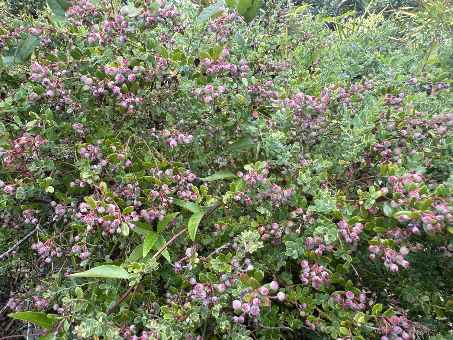 Calusa Firebush - Hamelia patens var. ‘Calusa’ — Florida Native Plants ...