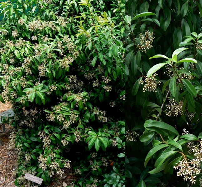 Native Shrubs — Florida Native Plants Nursery & Landscaping
