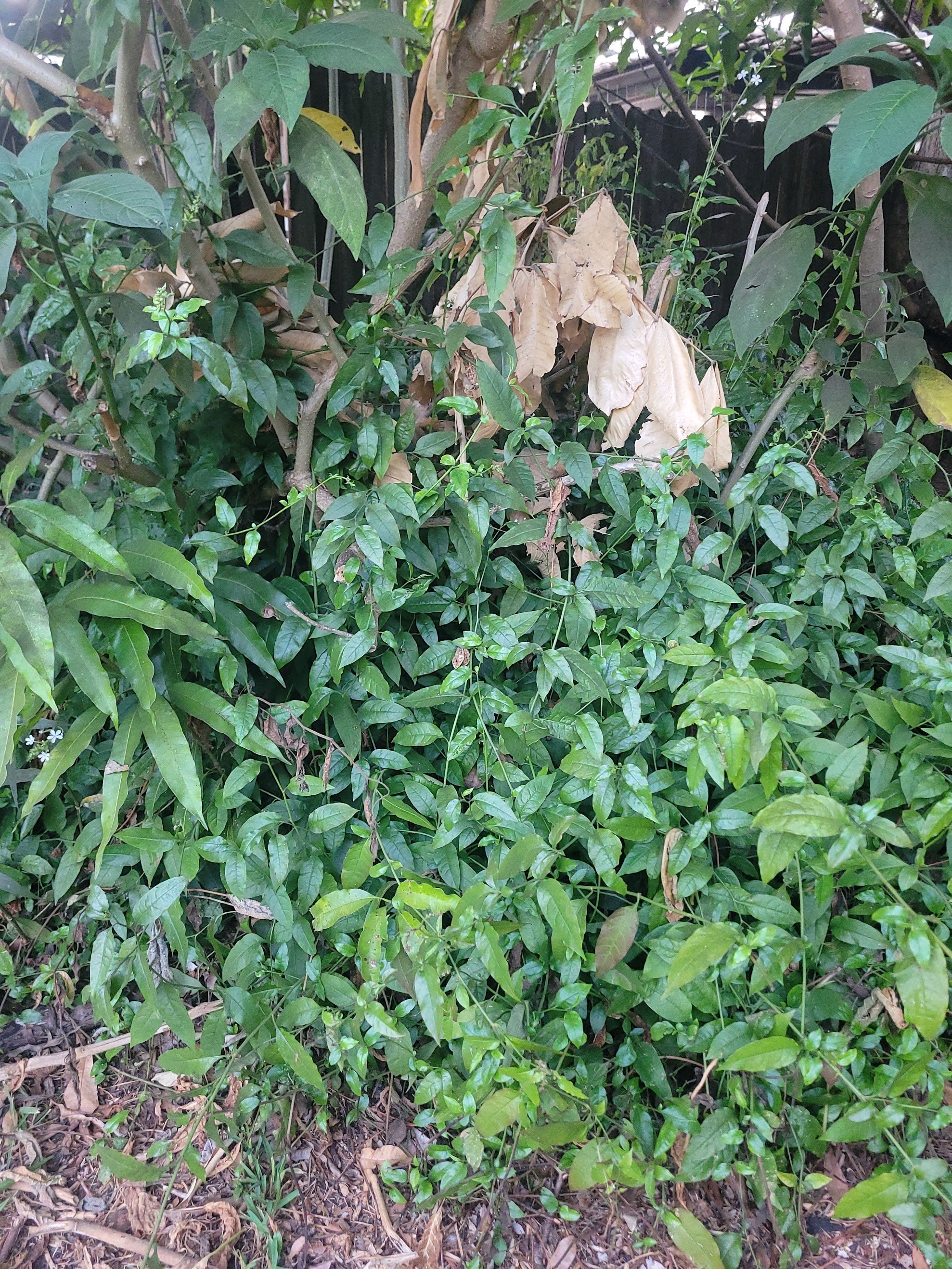 Frogfruit, Phyla nodiflora — Florida Native Plants Nursery & Landscaping