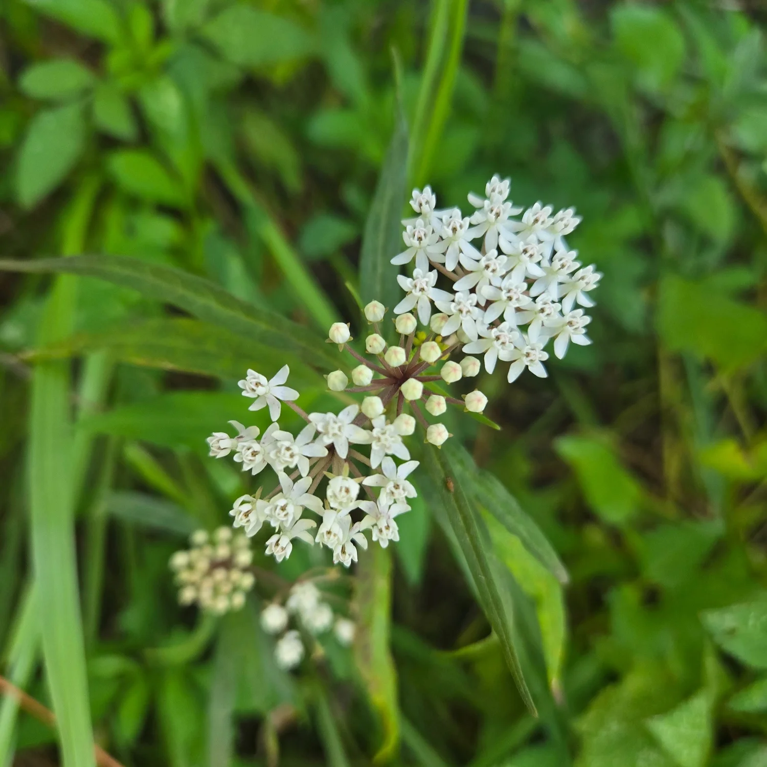 Prostrate Blue Porterweed Stachytarpheta jamaicensis — Florida Native ...