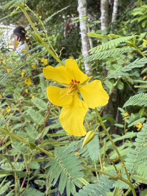 Calusa Firebush - Hamelia patens var. ‘Calusa’ — Florida Native Plants ...