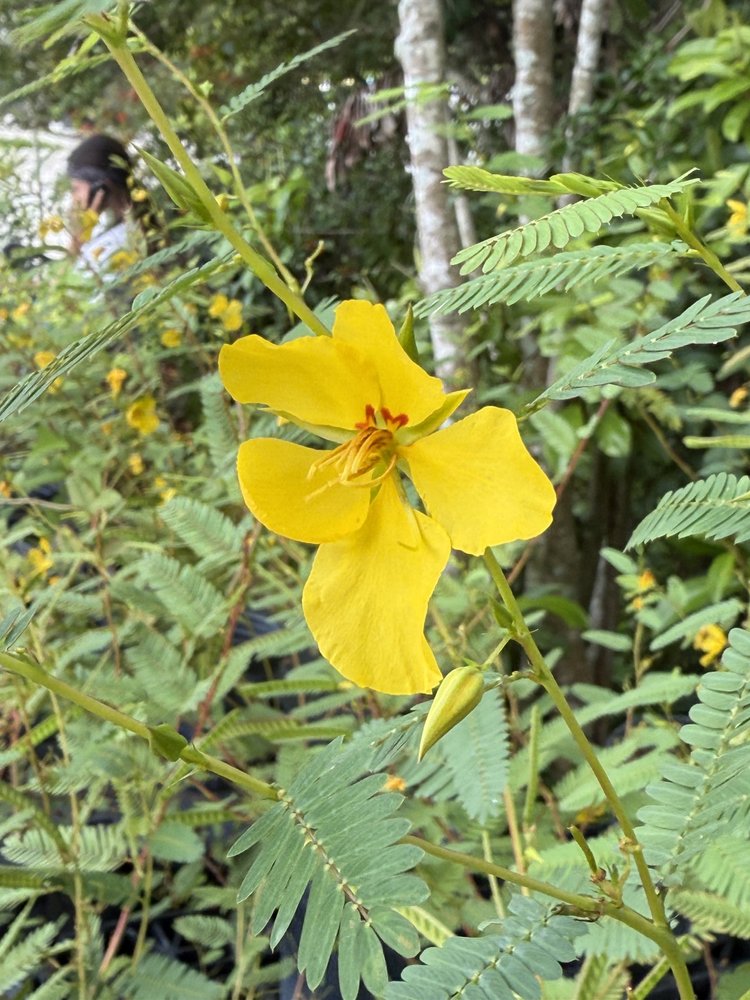 Beach Dune Sunflower - Helianthus debilis ‘vestitus’ — Florida Native ...