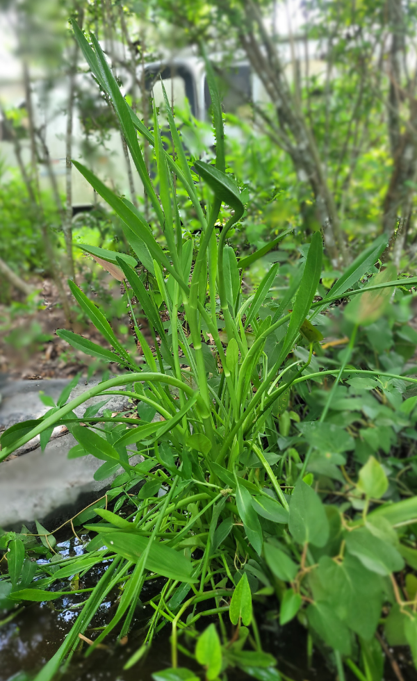 Prostrate Blue Porterweed — Florida Native Plants Nursery & Landscaping