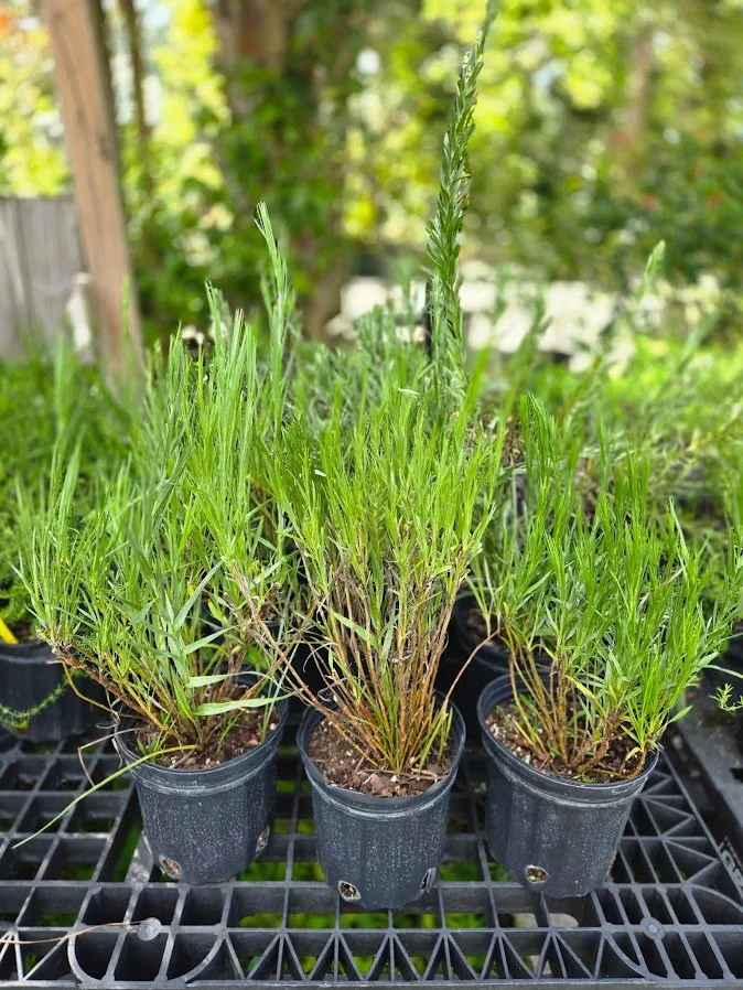 Dahoon Holly Ilex cassine — Florida Native Plants Nursery & Landscaping