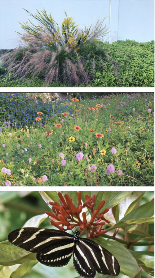 Plant for Pollinators — Florida Native Plants Nursery & Landscaping