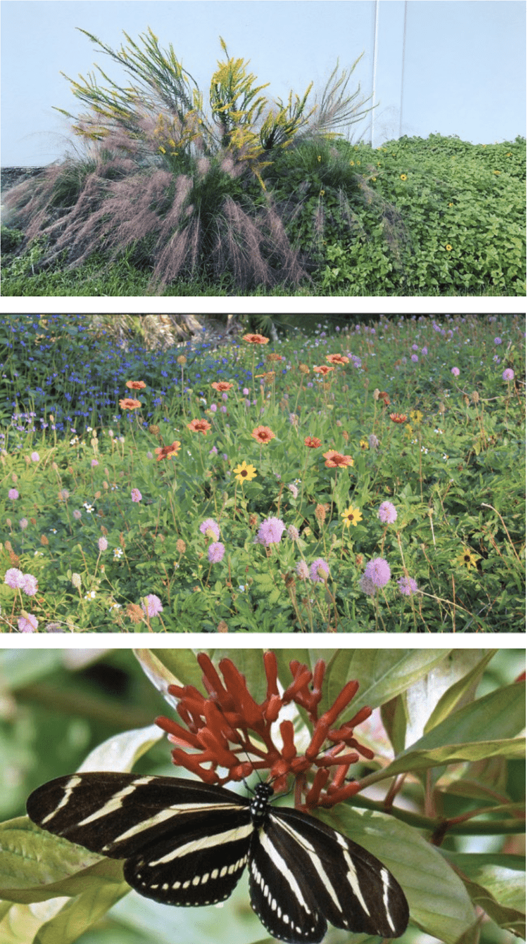 Plant for Pollinators — Florida Native Plants Nursery & Landscaping