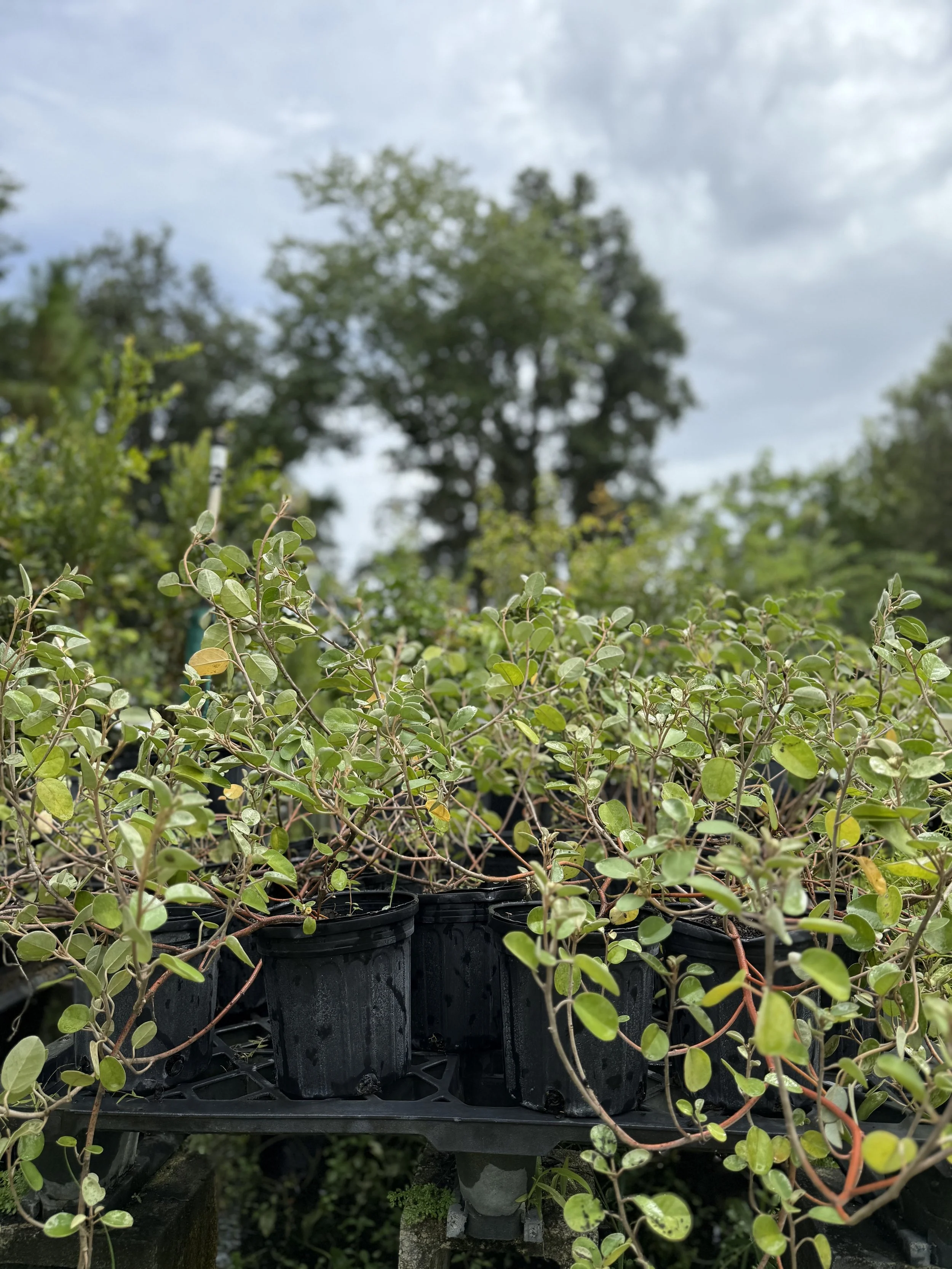 Calusa Firebush - Hamelia patens var. ‘Calusa’ — Florida Native Plants ...