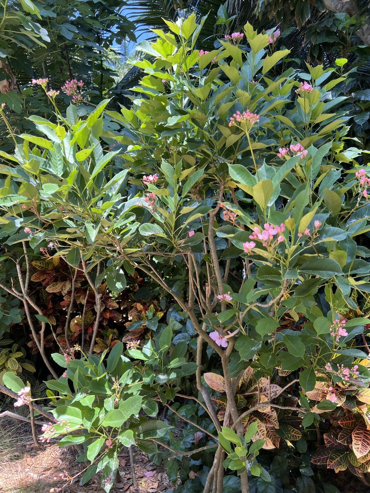Orange Geiger, Cordia sebestena — Florida Native Plants Nursery ...