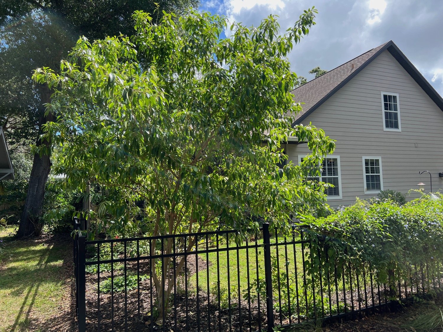 Green Buttonwood - Conocarpus erectus — Florida Native Plants Nursery ...