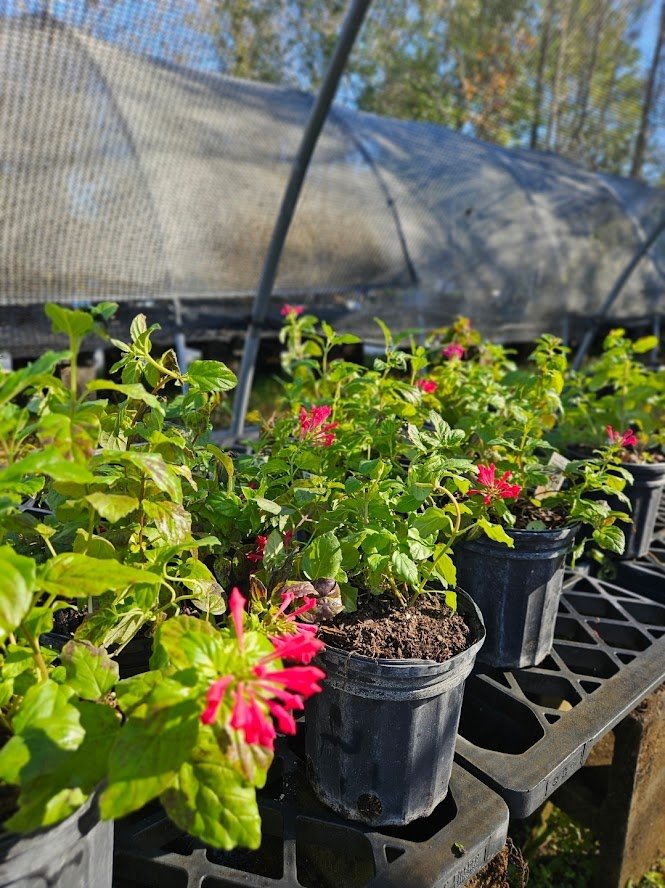 Native Plants Shop — Florida Native Plants Nursery & Landscaping