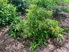 Marlberry — Florida Native Plants Nursery & Landscaping