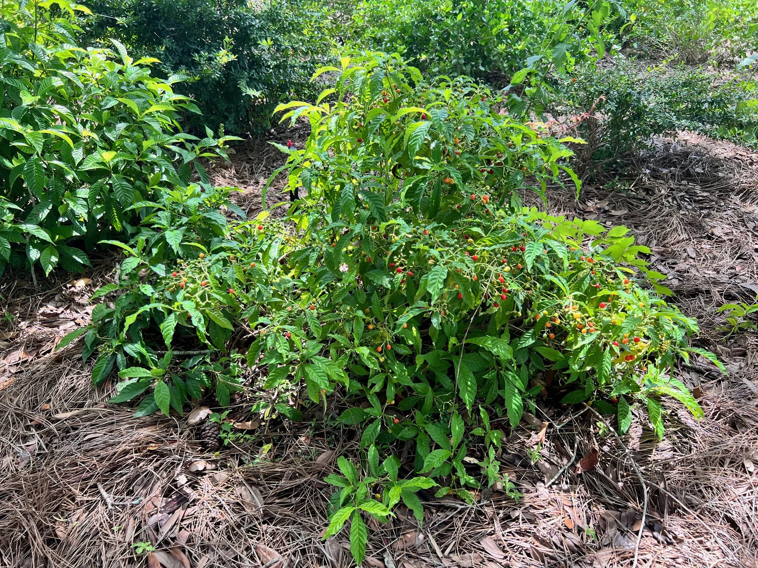 Marlberry — Florida Native Plants Nursery & Landscaping