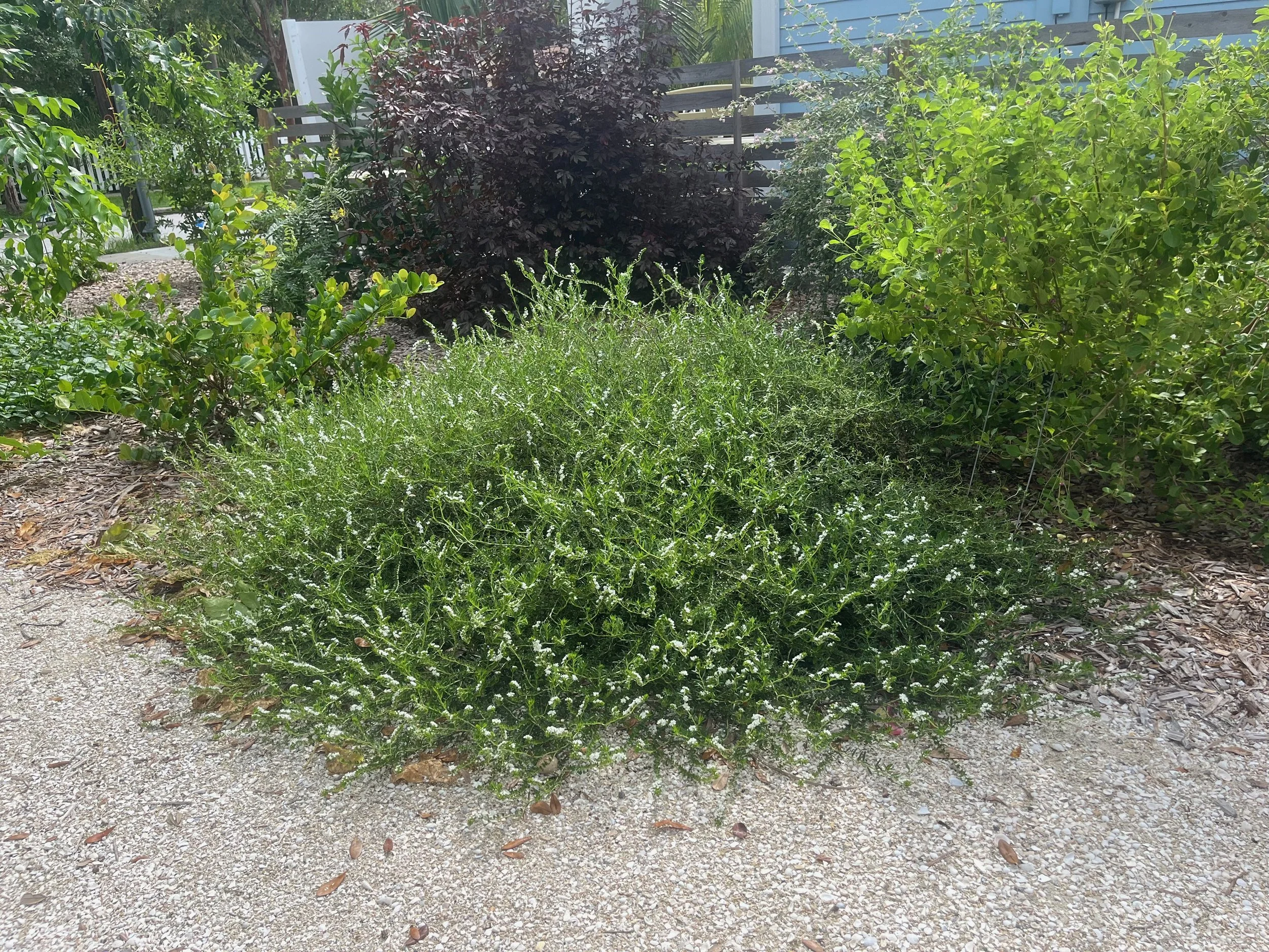 Sunshine Mimosa , Mimosa strigillosa — Florida Native Plants Nursery ...