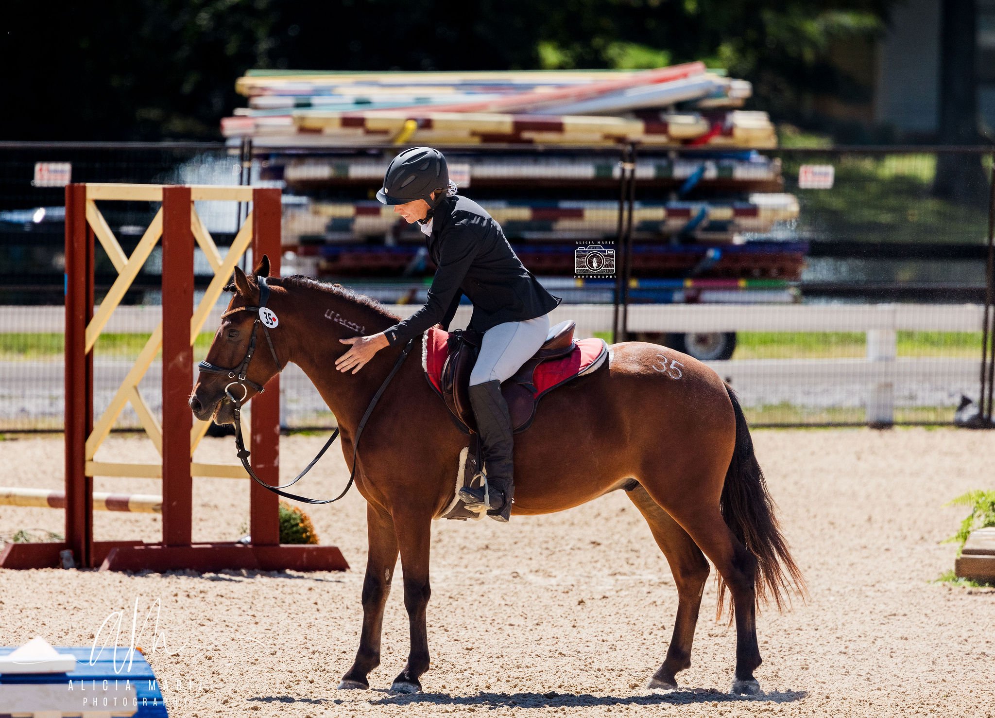 Mustang Champions | Interactive Wild Horse Experience