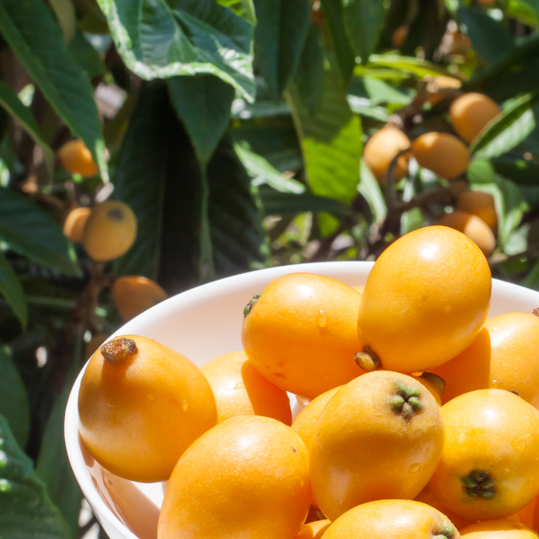 Loquat Trees — Eat Your Yard Jax | A nonprofit edible plant nursery ...
