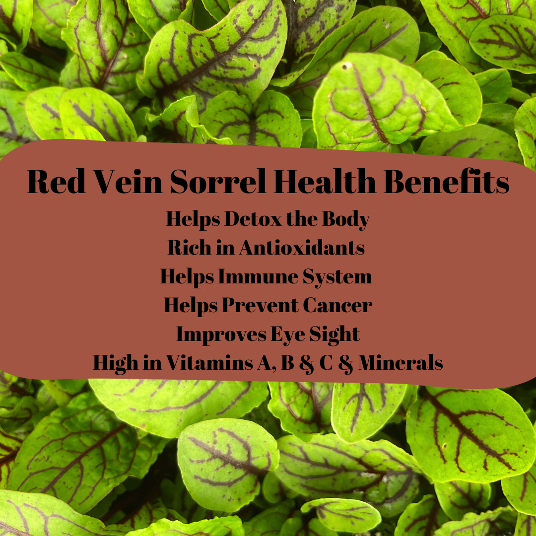 Red Veined Sorrel Plant