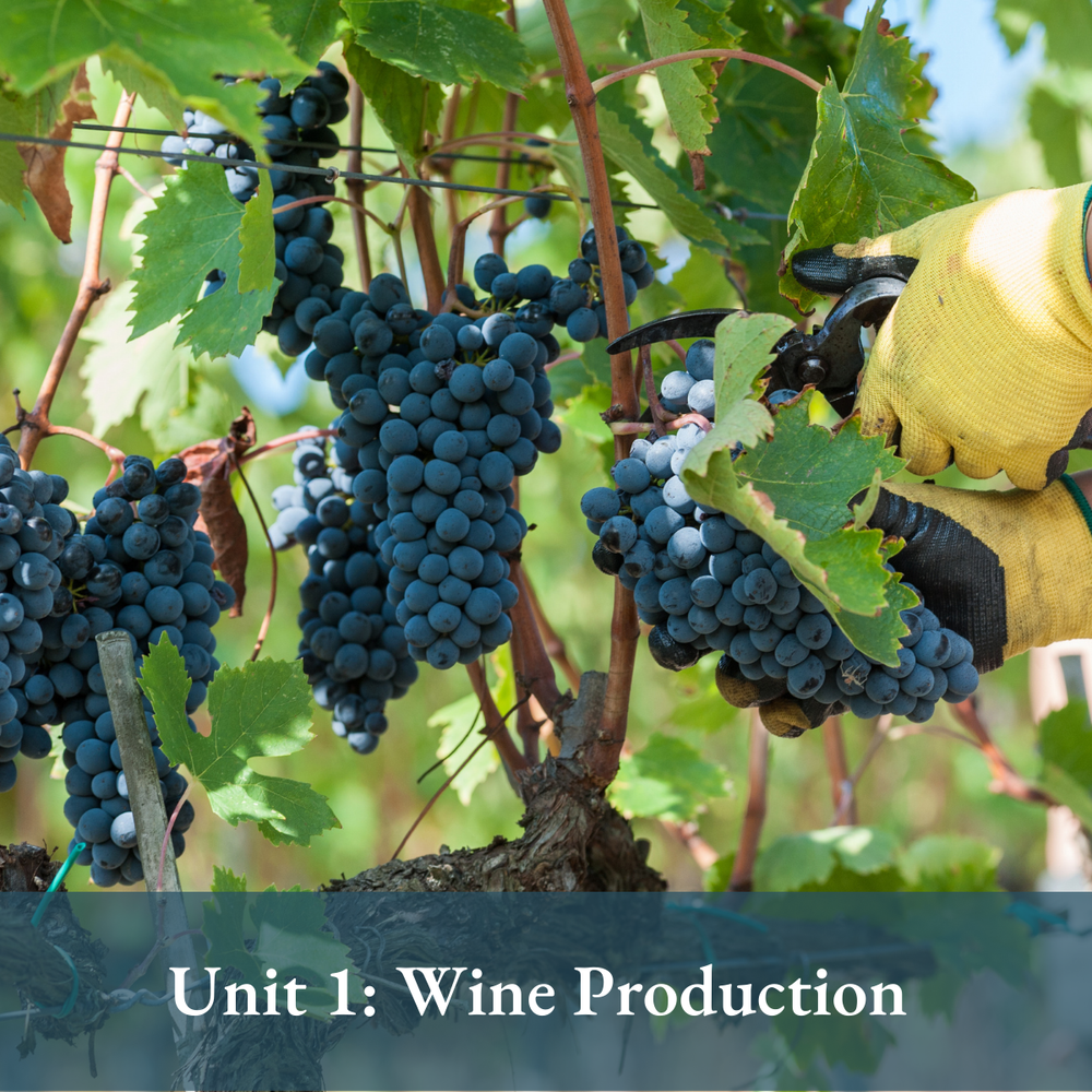 WSET Level 4 Diploma — Commonwealth Wine School - Wine Classes - WSET ...