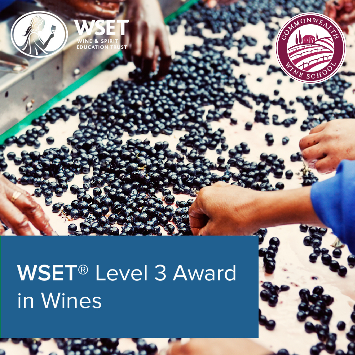 WSET Level 3 Award in Wines EXAM @ San Francisco — Commonwealth Wine ...