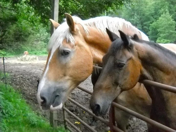 Pisgah Forest Stables