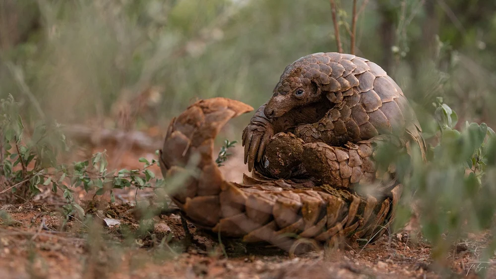 PANGOLIN REHABILITATION by Dr. Chelsea E. Anderson — Fish & Wildlife ...
