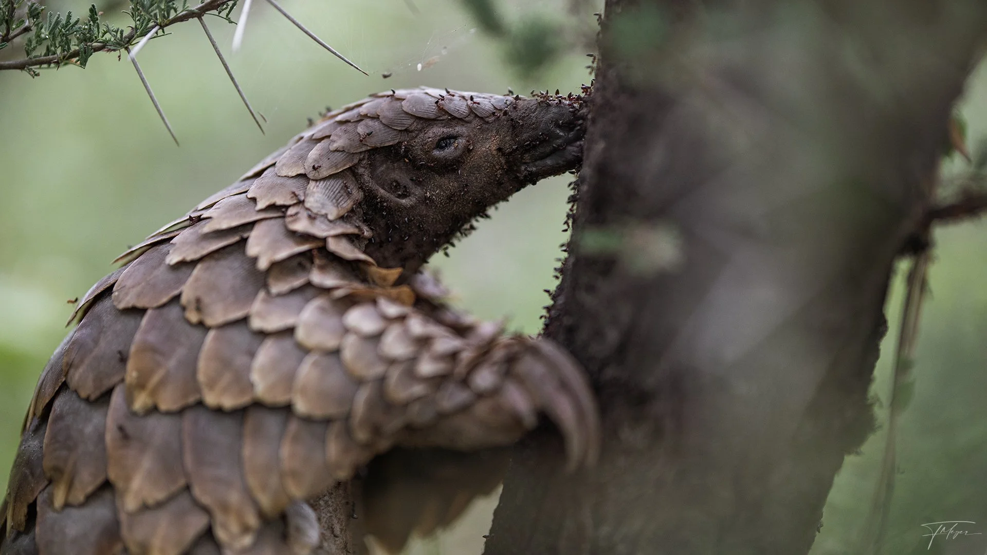 PANGOLIN REHABILITATION by Dr. Chelsea E. Anderson — Fish & Wildlife ...