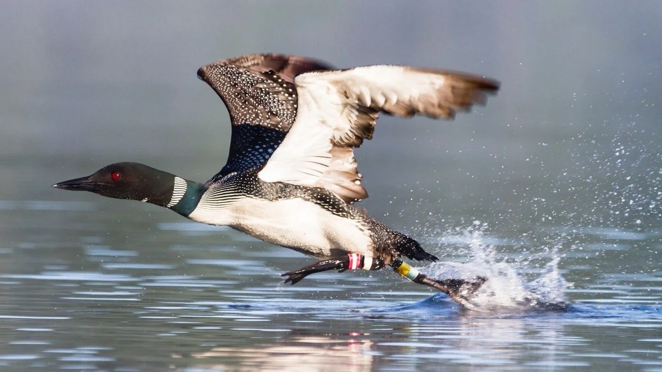 Loon Project of the Northern Midwest — Fish & Wildlife Volunteers