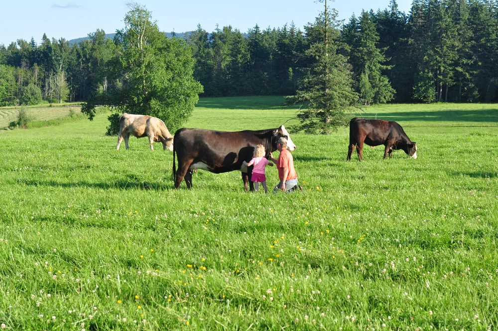 Rolling Acres Farm | Whatcom County | Grass-Fed Beef
