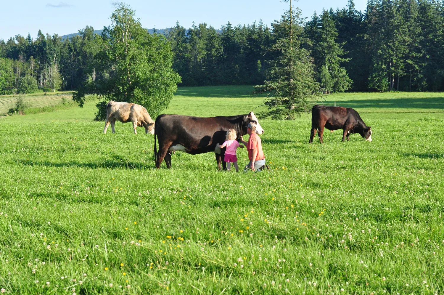 Rolling Acres Farm | Whatcom County | Grass-Fed Beef